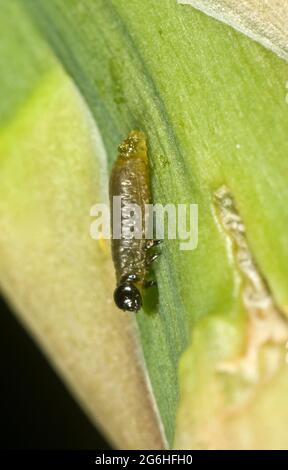 Asparagus beetle (Crioceris asparagi) young larva and some damage to ...