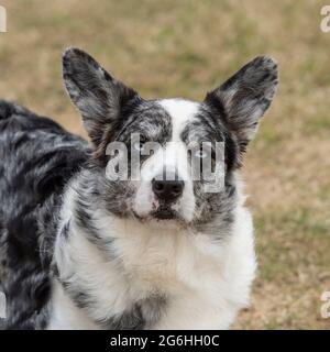 Blue merle Cardigan Corgi Stock Photo - Alamy