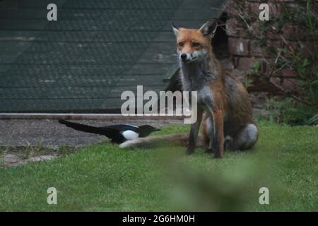 Fox sitting in a garden with a magpie Stock Photo - Alamy