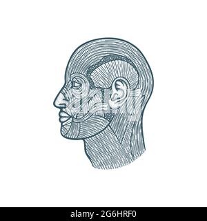 Head muscular system anatomy hand drawn vector illustration. Human face ...