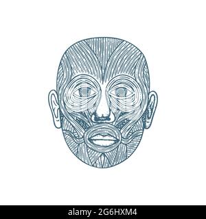 Head muscular system anatomy hand drawn vector illustration. Human face ...