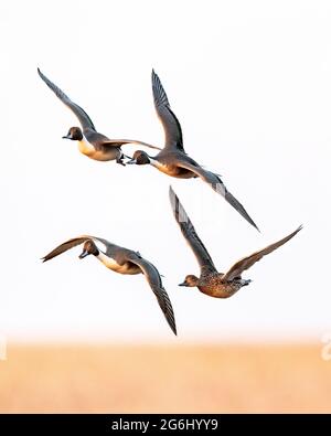 Northern pintail ducks, spring migration, USA, Washington State Stock ...