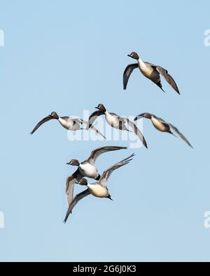Northern pintail ducks, spring migration, USA, Washington State Stock ...