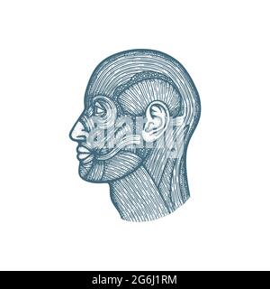 Head muscular system anatomy hand drawn vector illustration. Human face ...