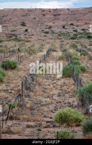 Belen, New Mexico - A neglected vineyard, without irrigation, is dying ...
