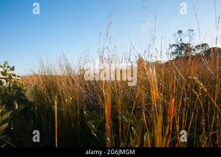 Estuarine environment of dense salt- marsh plants in Matua Tauranga ...