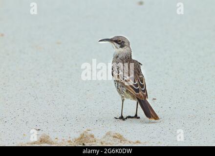 Hood Mockingbird Nesomimus macdonaldi Galapagos National Park Ecuador ...