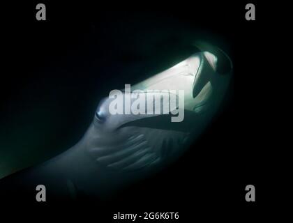 Big Manta Ray at night in the Indian Ocean Stock Photo - Alamy