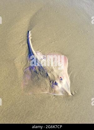 A pink dotted stingray on the beach caught and released Stock Photo - Alamy
