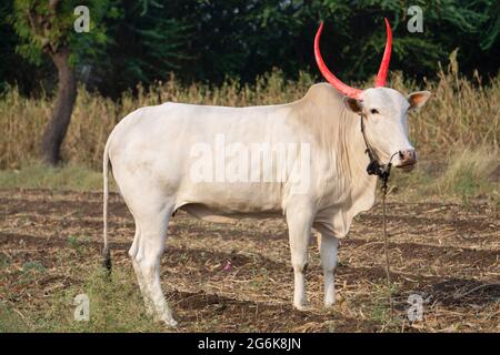 Indian Desi cow Stock Photo - Alamy