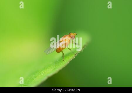 Fruit fly, Drosophila melanogaster, color variation. On the left are ...