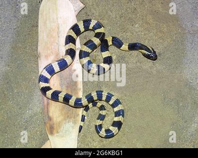 The banded krait (Bungarus fasciatus) is a species of elapid snake ...