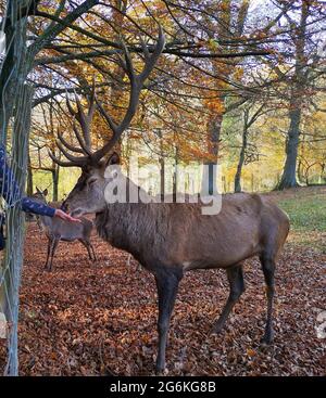 Deer Gazelle Animal Photo Stock Photo - Alamy
