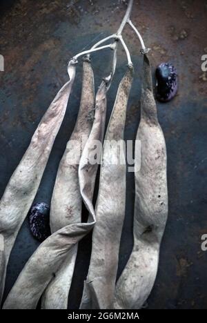 dried runner bean seed pods Stock Photo - Alamy