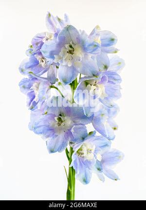 A very pale blue Delphinium flower photographed against a plain white ...