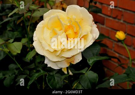 Kastrup, Denmark. 07 July 2021, Rose in various colour and rose plants ...