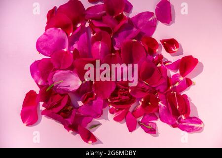 Pink purple organic texture with rose petals in light and shadow. Flat ...