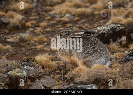Ethiopian highland hare (Lepus starcki), Bale Mountains, Ethiopia Stock ...