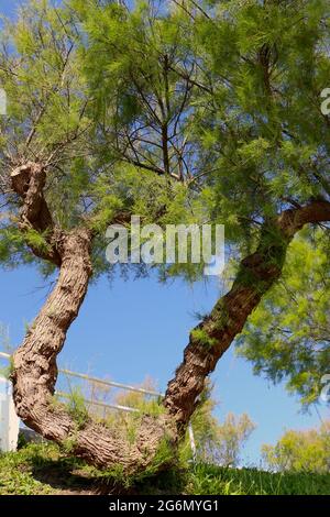Tamarisk tree Tamarix Chinensis Stock Photo - Alamy