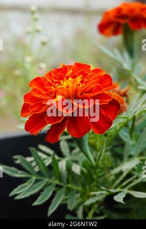 Orange marigold flower Stock Photo - Alamy