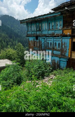 Marijuana plants in the Parvati Valley in Himachal Pradesh, India Stock ...