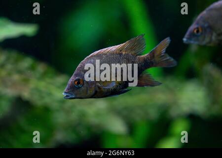 Mangarahara Cichlid, - Ptychochromis Mangarahara, from Madagascar, now ...