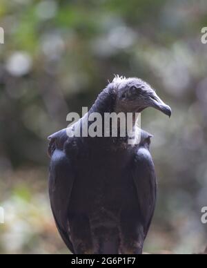 Portrait of a black vulture (Coragyps atratus) on the guano covered ...