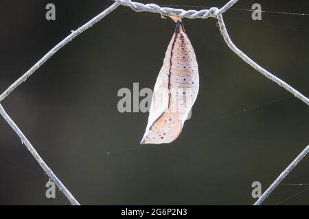 Chrysalis of Australian Leafwing Butterfly (Doleschallia bisaltide) on ...
