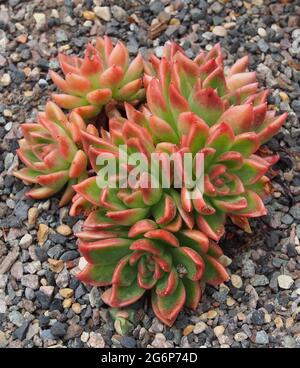 Closeup shot of a green succulent in a blurred background Stock Photo ...