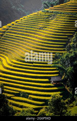 Nice rice terrace in Mu Cang Chai northern Vietnam Stock Photo - Alamy