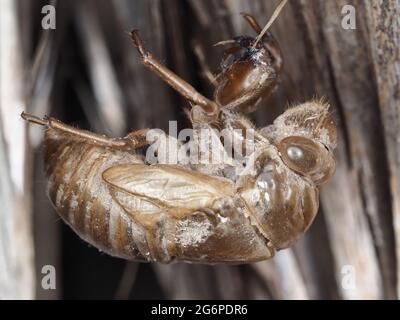 Close-up photo of empty cicada shell isolated on white background Stock ...