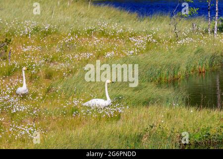 Whooper swans on the bog with flowering hare's tail Stock Photo - Alamy