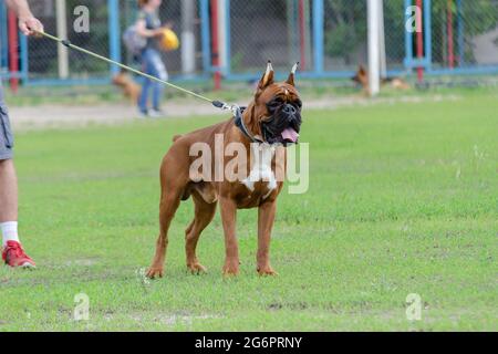 Powerful male German Boxer dog breed stands on a green lawn. Fawn boxer ...