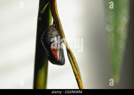 chrysalis with butterfly inside. metamorphosis Stock Photo - Alamy