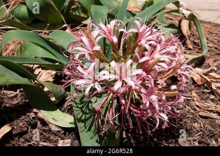 Sydney Australia, flowerhead of an ammocharis coranica or sore eye ...