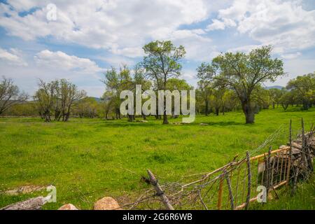 Meadow. Pinilla de Buitrago, Madrid province, Spain Stock Photo - Alamy
