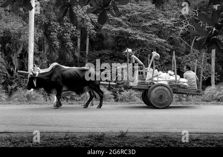 Cuban farmer with oxen pulling wagon cart in Cuba. farmer farmers Cuban ...