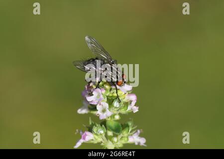 Female Flesh fly, Sarcophaga, family Sarcophagidae on light lime-green ...