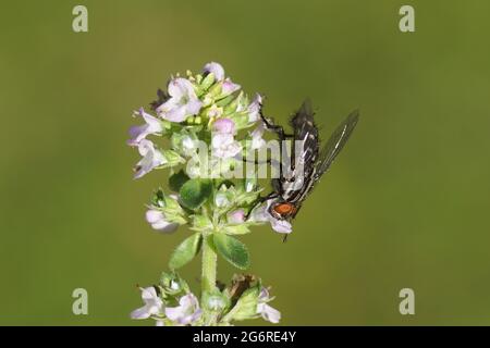 Female Flesh fly, Sarcophaga, family Sarcophagidae on light lime-green ...