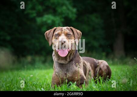 lying Louisiana Catahoula Leopard Dog Stock Photo - Alamy