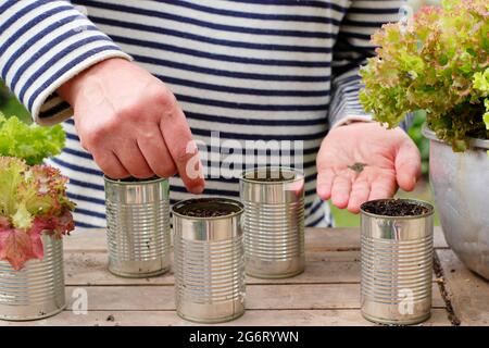 Recycled food cans used for starting off lettuce seed - Lactuca sativa ...