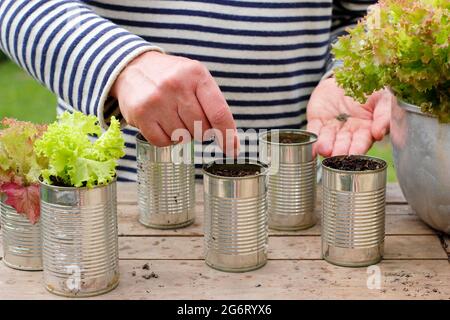 Recycled food cans used for starting off lettuce seed - Lactuca sativa ...
