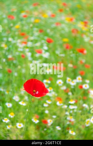 Wild poppy flowers field on natural green background. Copy space Stock ...