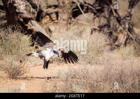 Secretary bird hunting with spread wings in Kgalagadi transfrontier ...