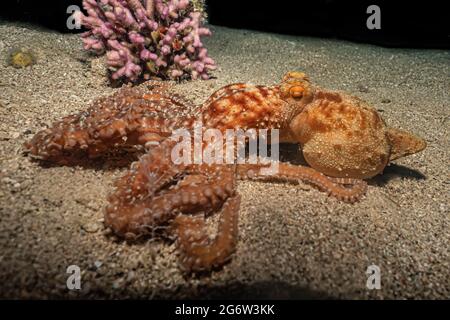 Octopus king of camouflage in the Red Sea, Eilat Israel Stock Photo - Alamy