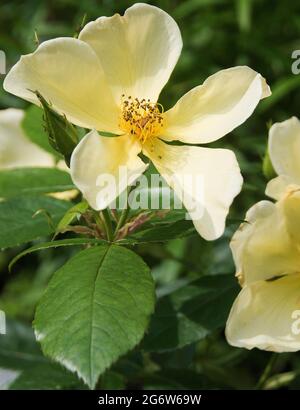Rosa 'Tottering by Gently' Stock Photo - Alamy