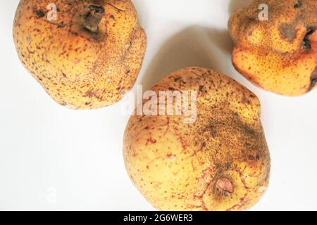 Artocarpus lacucha fruits on isolated white surface, top view Stock ...