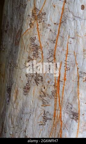 Patterns on the bark of a Scribbly Gum, Eucalyptus haemastoma, Royal ...