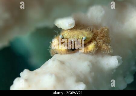 Tiny critter - Furry Coral crab (Cymo melanodactylus). Underwater world ...