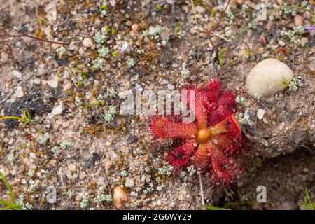 Red Rosette of a Drosera sp. seen near Nieuwoudtville in the Northern ...